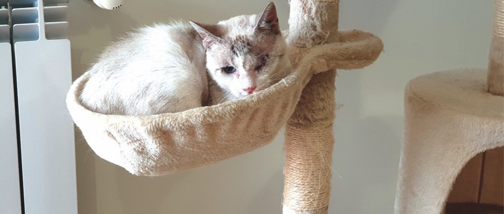 Gato Francisco transforma vidas de felinos e de humanos - Diário do Minho